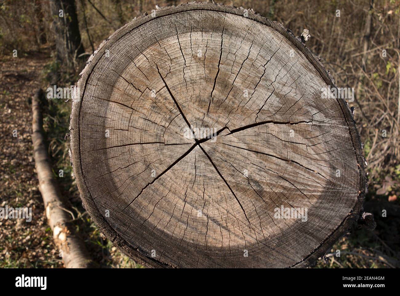 Wood structure with annual rings hi-res stock photography and images ...