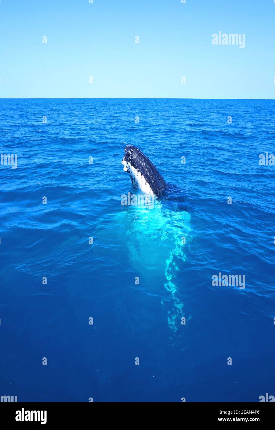 Humpback whale in clear blue water Stock Photo - Alamy