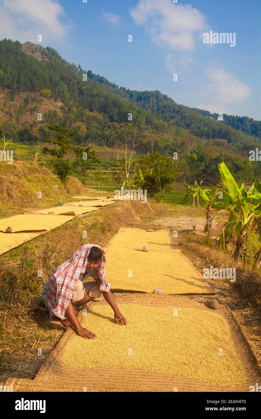 Drying out rice hi-res stock photography and images - Alamy