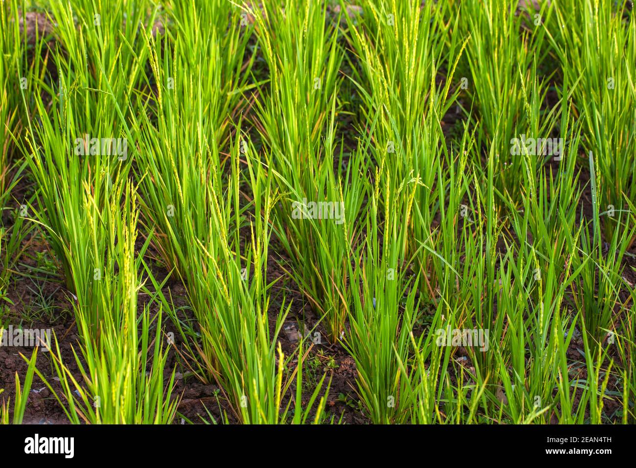 Java indonesia rice paddies hi-res stock photography and images - Alamy