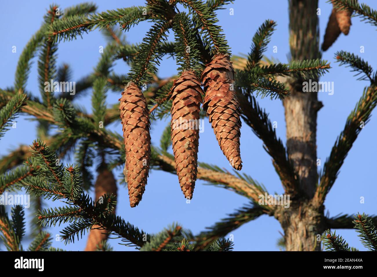 Spruce the cones a cone hi-res stock photography and images - Alamy