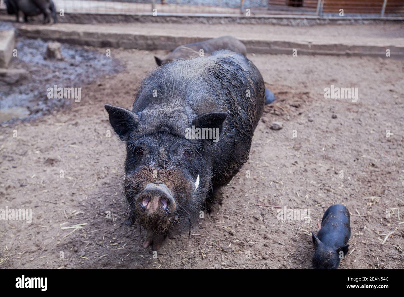 breed of black pigs at rural farms Stock Photo - Alamy
