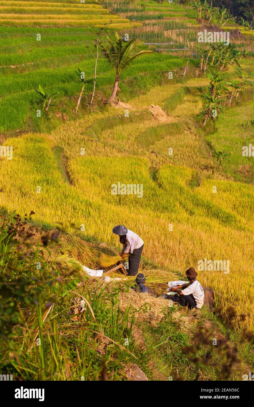 Workers rice field near borobudur hi-res stock photography and images ...