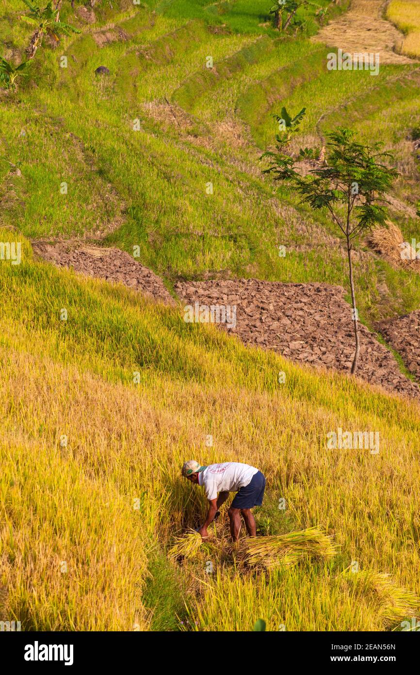 Workers rice field near borobudur hi-res stock photography and images ...