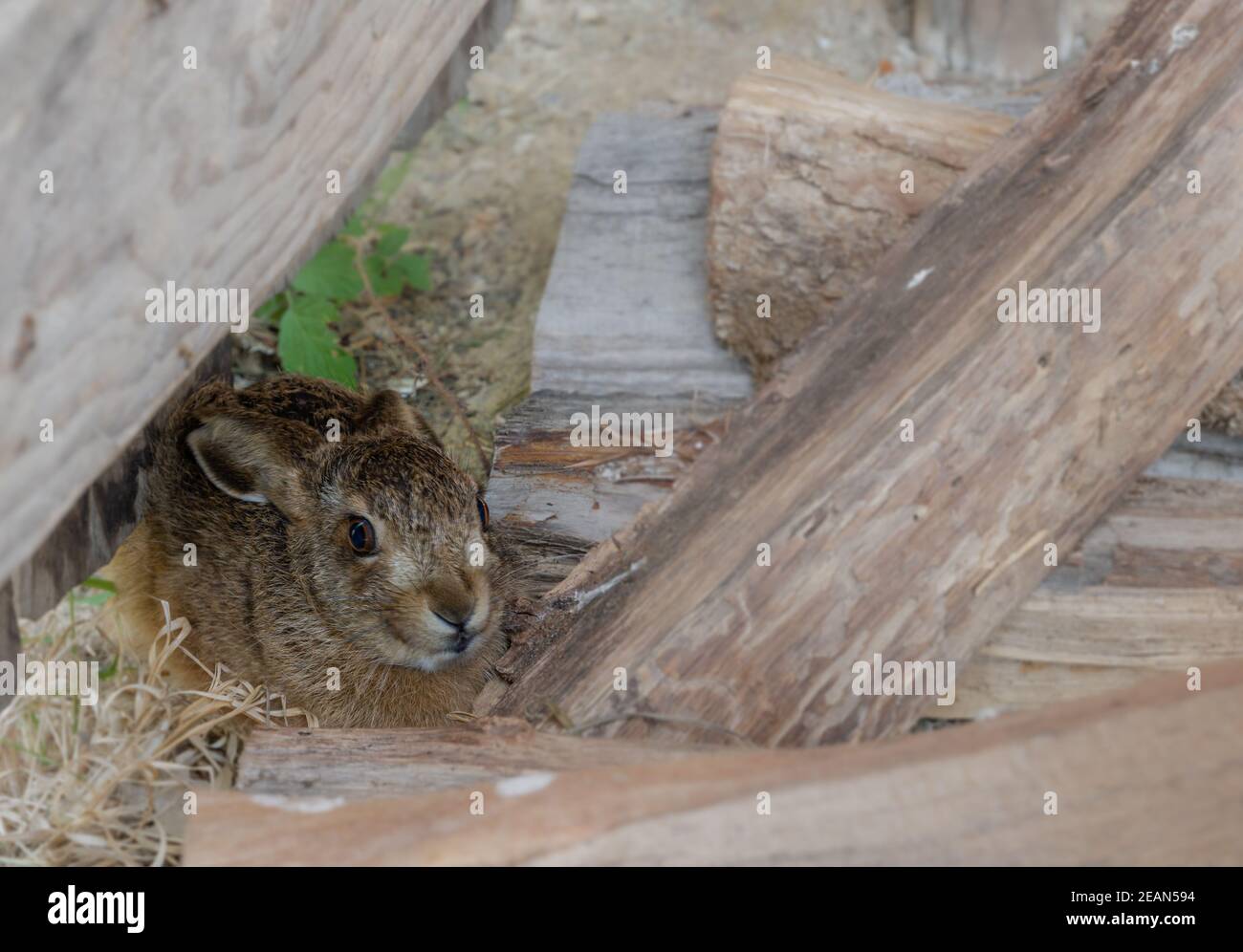Rabbit Hiding High Resolution Stock Photography and Images - Alamy