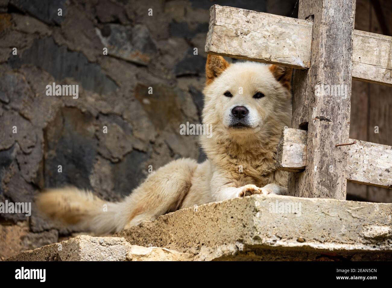 White dog is watching you Stock Photo - Alamy