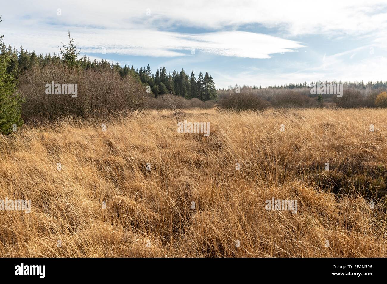 Landscape in the High Fens in Belgium Stock Photo - Alamy