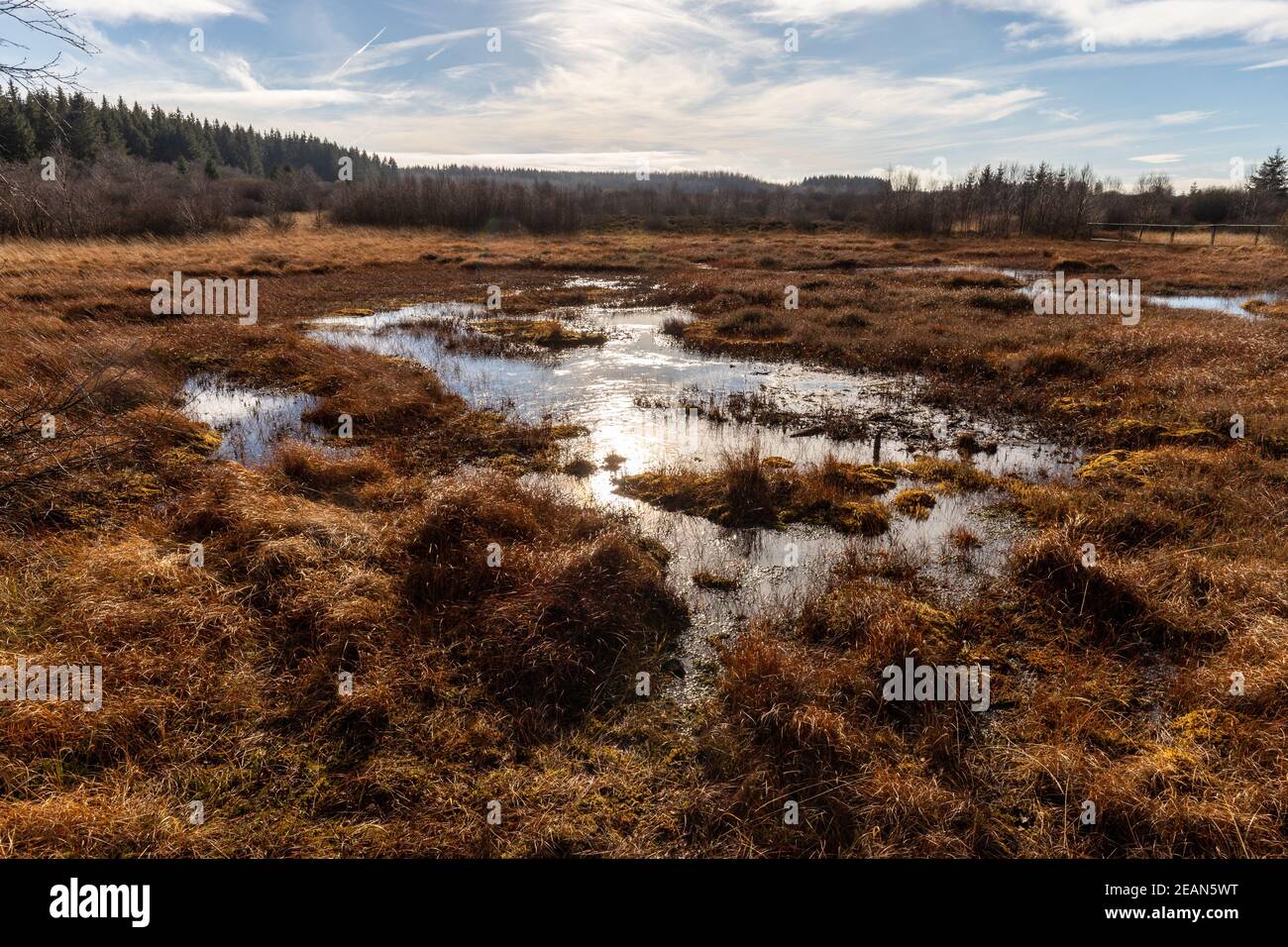 Swamp landscape in the High Fens Stock Photo - Alamy