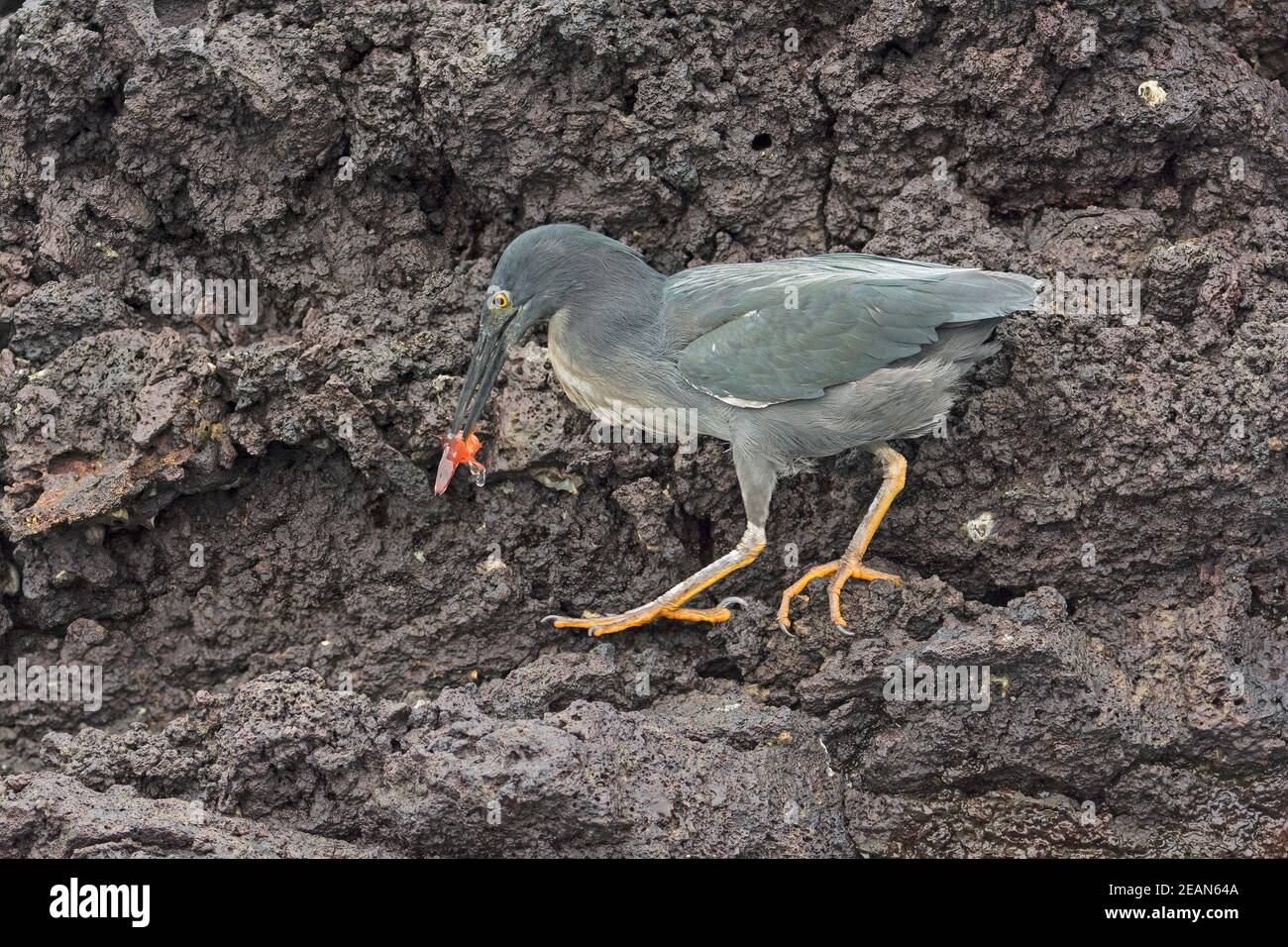Heron eating fish hi-res stock photography and images - Alamy