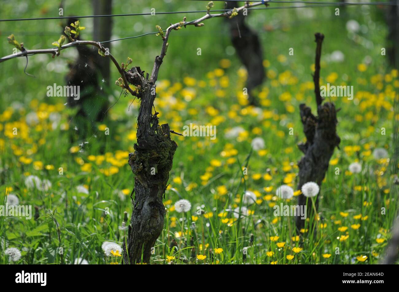 Old vines in the vineyard Stock Photo - Alamy