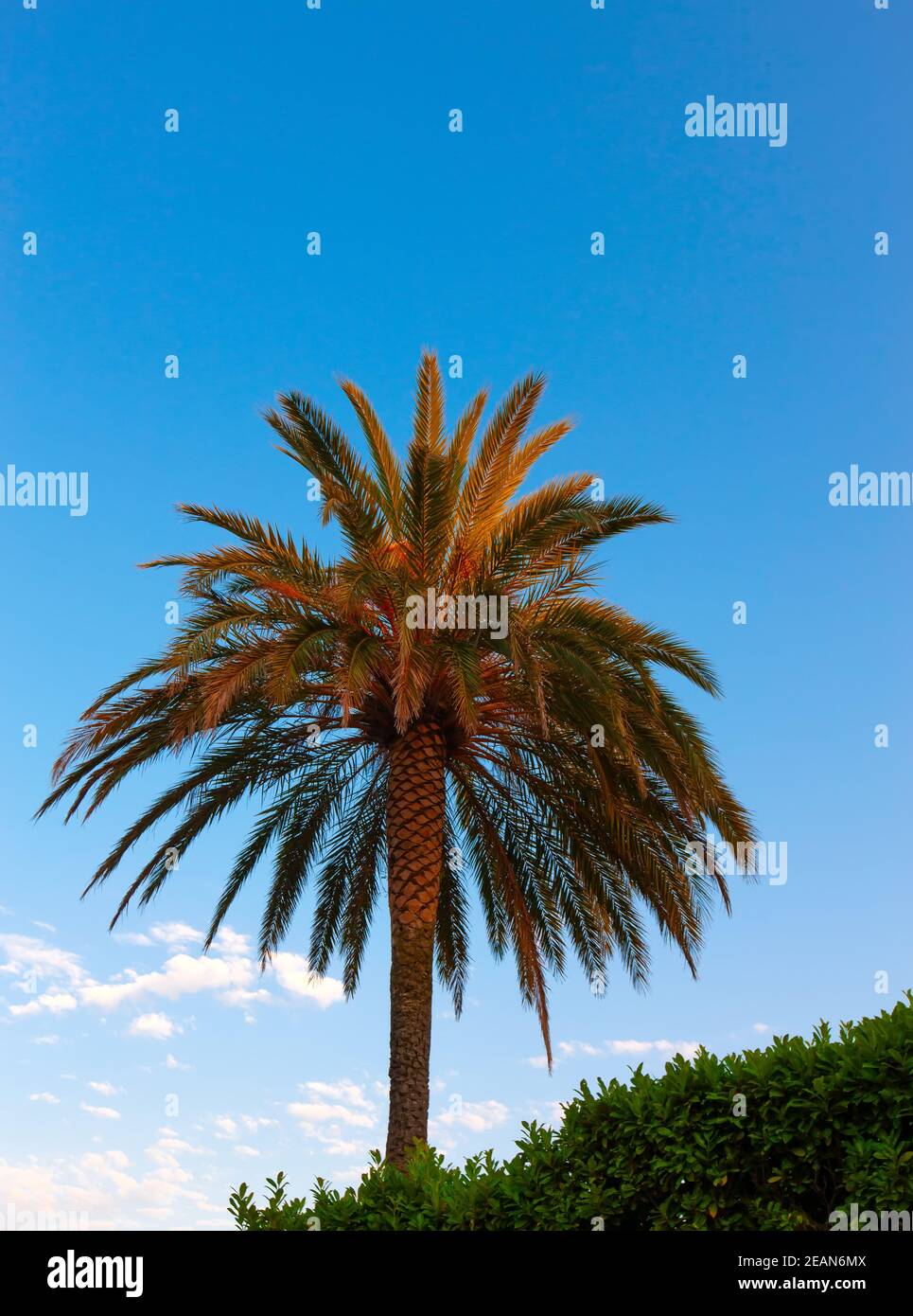 Green palm tree on blue sky background Stock Photo - Alamy