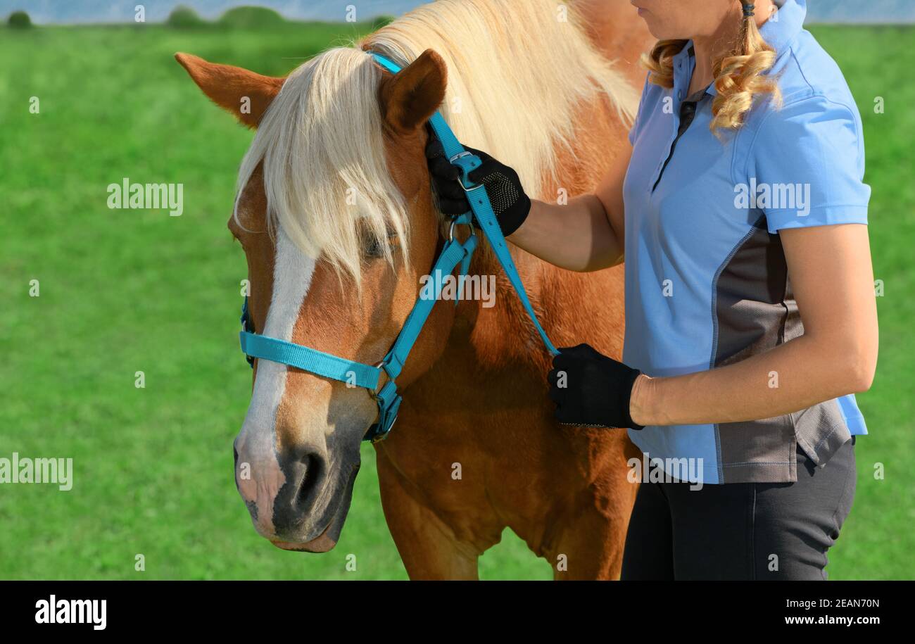 Halter Horses On Steroids