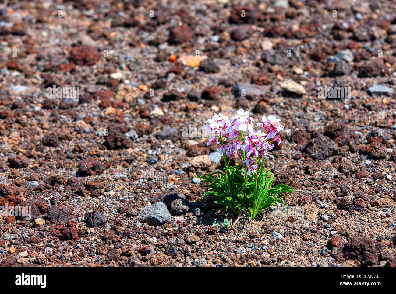 Heart of flowers on the slope of a volcano Stock Photo - Alamy