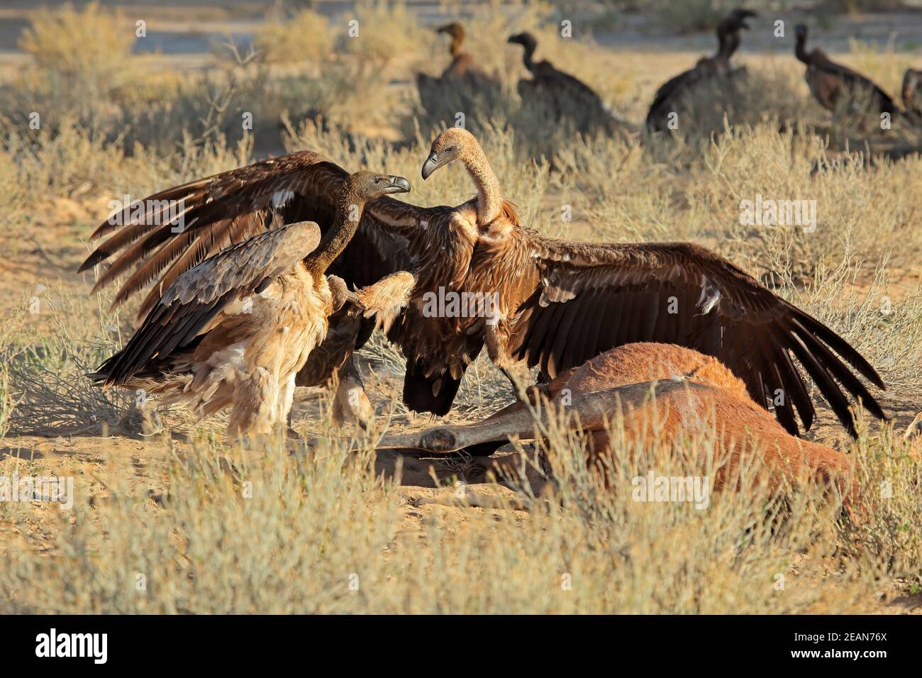 Scavenger scavenging hi-res stock photography and images - Alamy