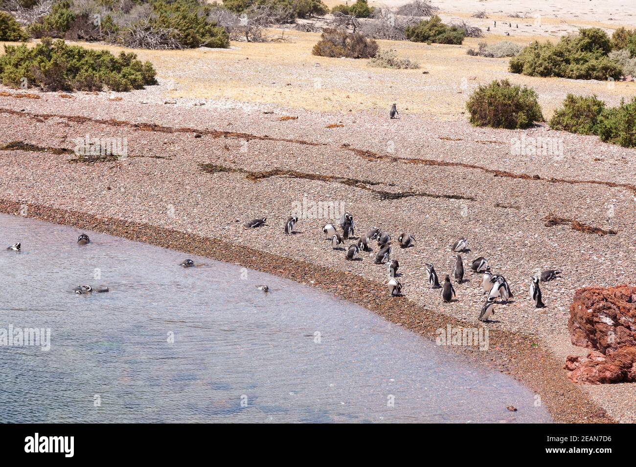 Magellanic penguins. Punta Tombo penguin colony, Patagonia Stock Photo ...