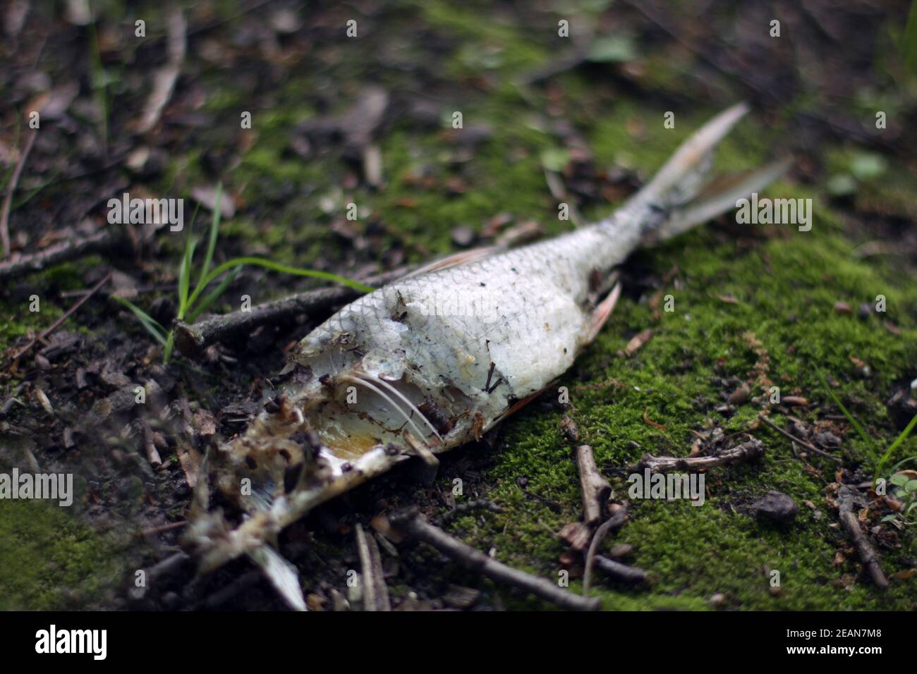 Dead fish on dried hi-res stock photography and images - Alamy