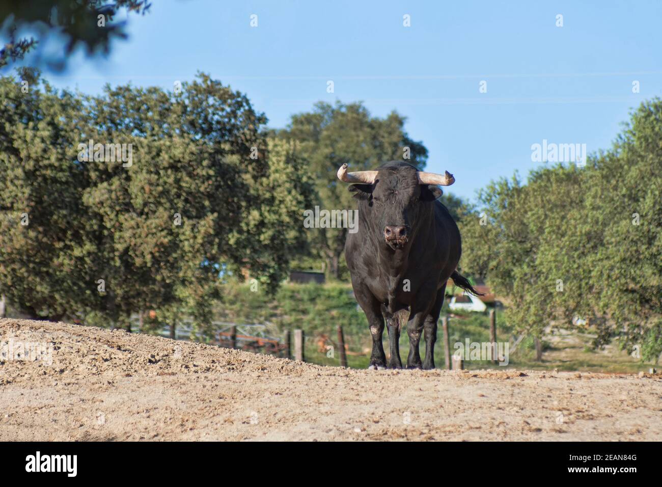 Bull attack hi-res stock photography and images - Alamy
