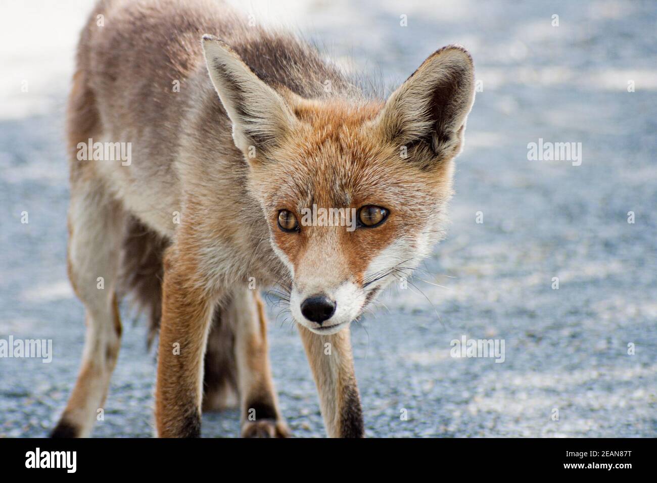 Fox side view animal hi-res stock photography and images - Alamy