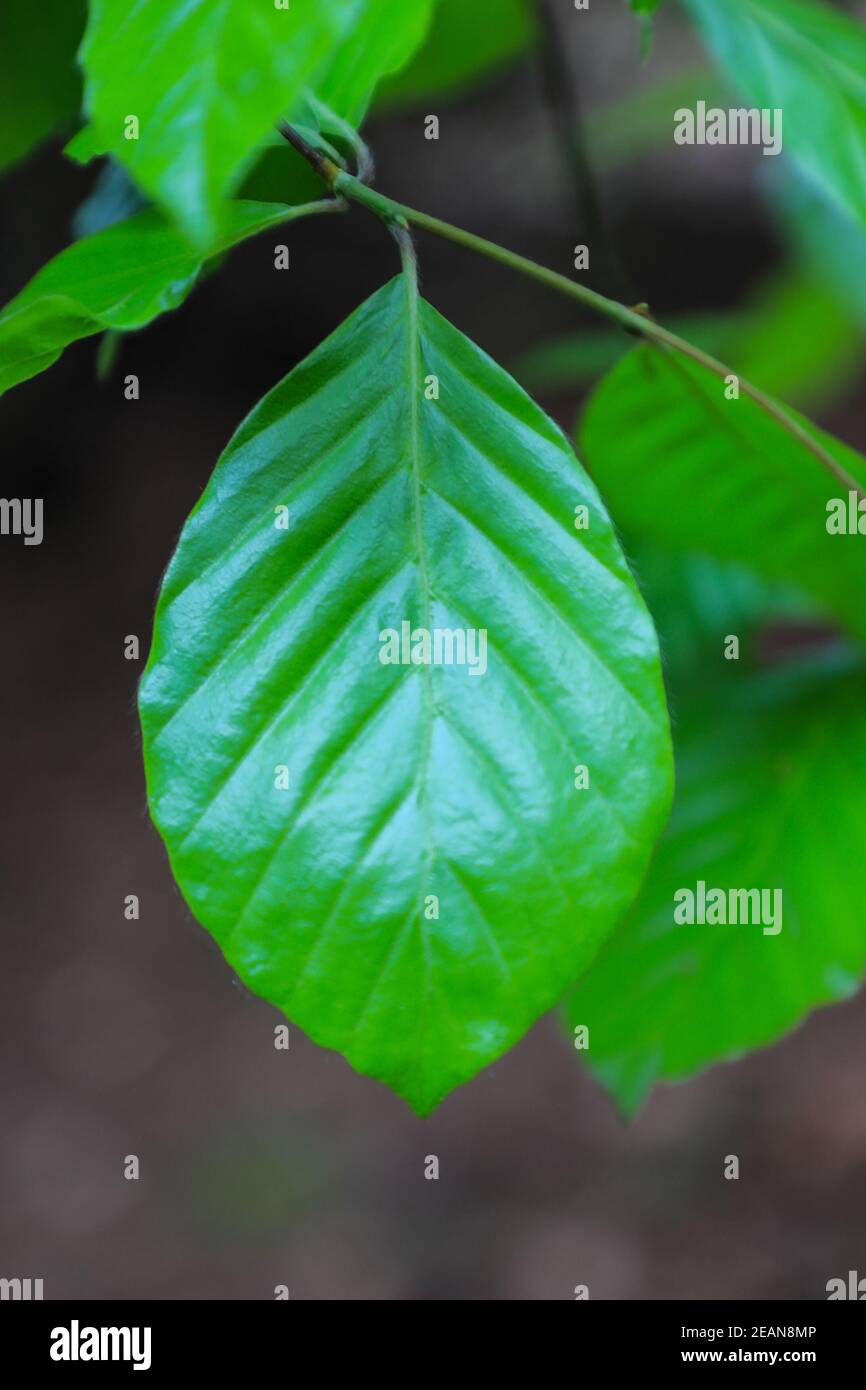 A leaf of a Beech tree (Fagus sylvatica), new leaves in spring, England ...