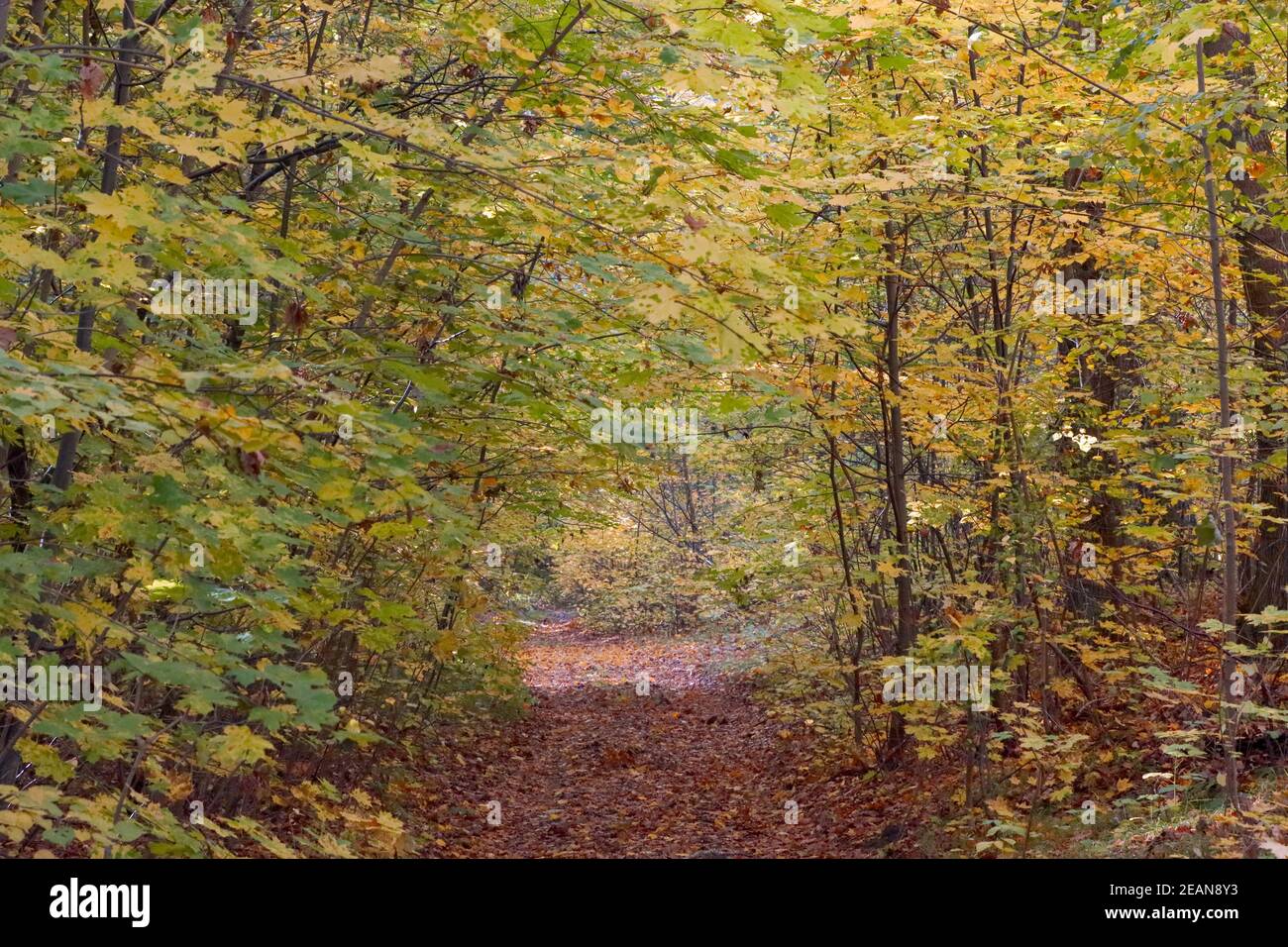 Path in maple forest hi-res stock photography and images - Alamy