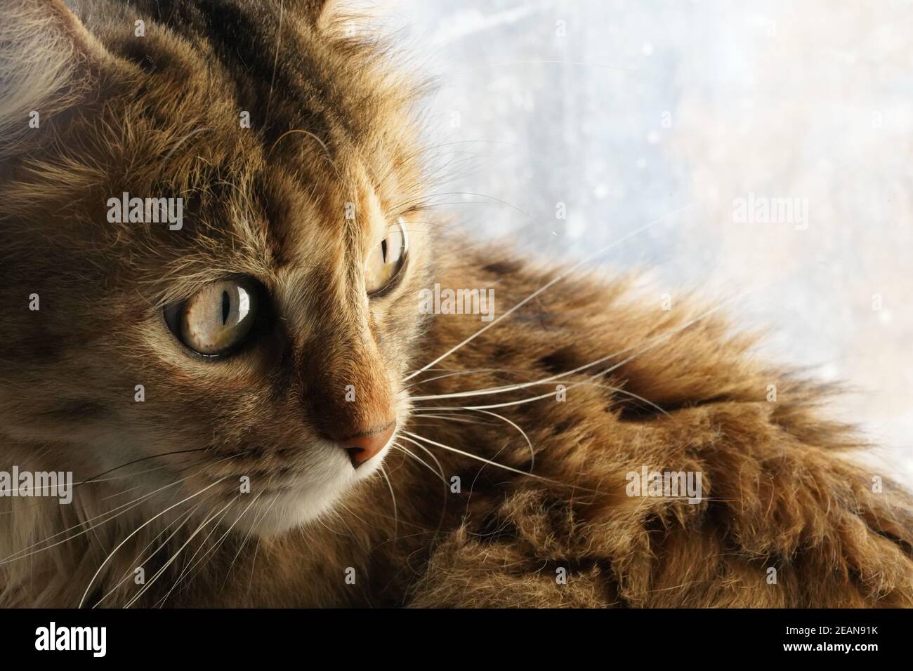 Domestic cat face with big eyes close-up, macro shot Stock Photo - Alamy