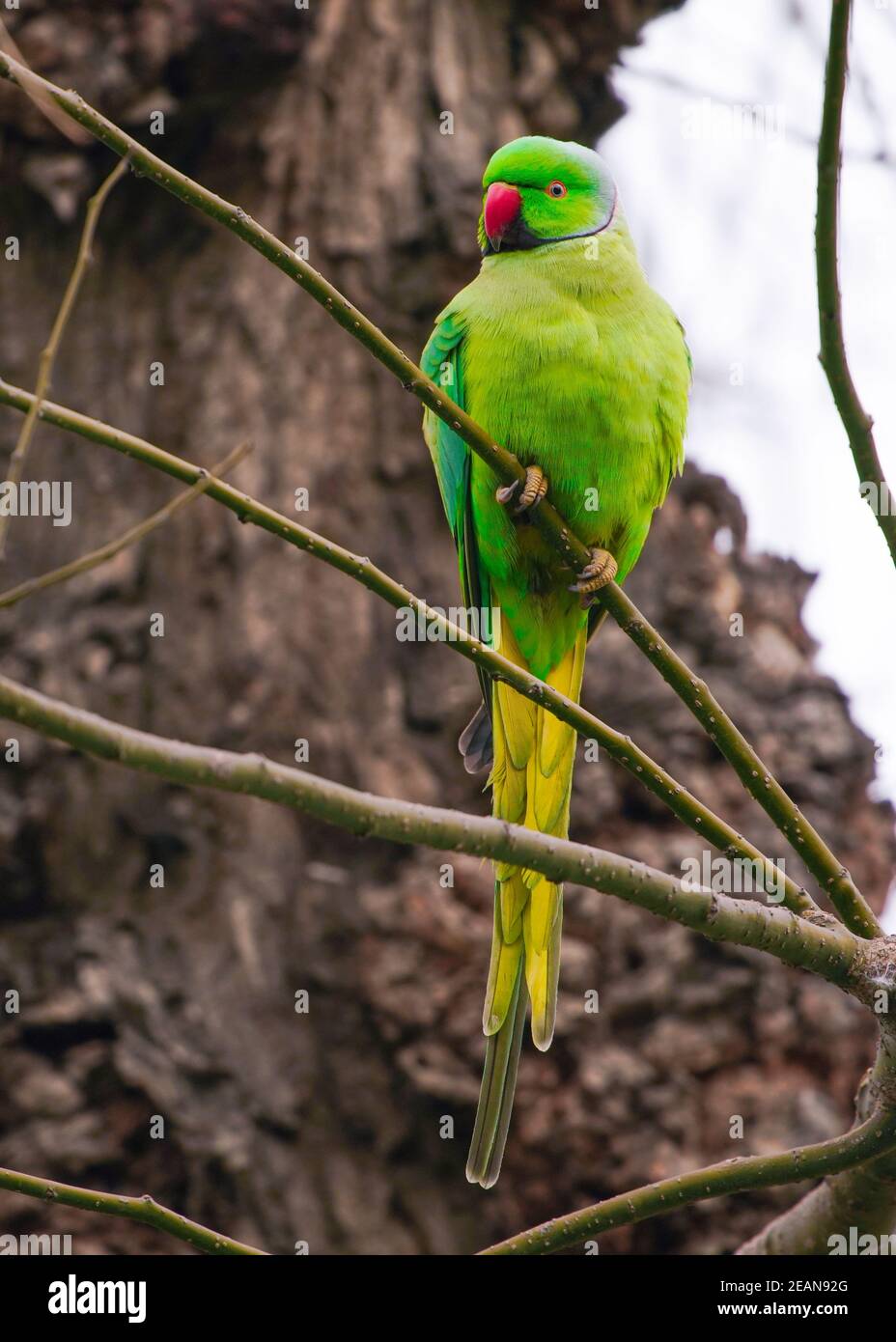 Big green parrot on a branch Stock Photo - Alamy