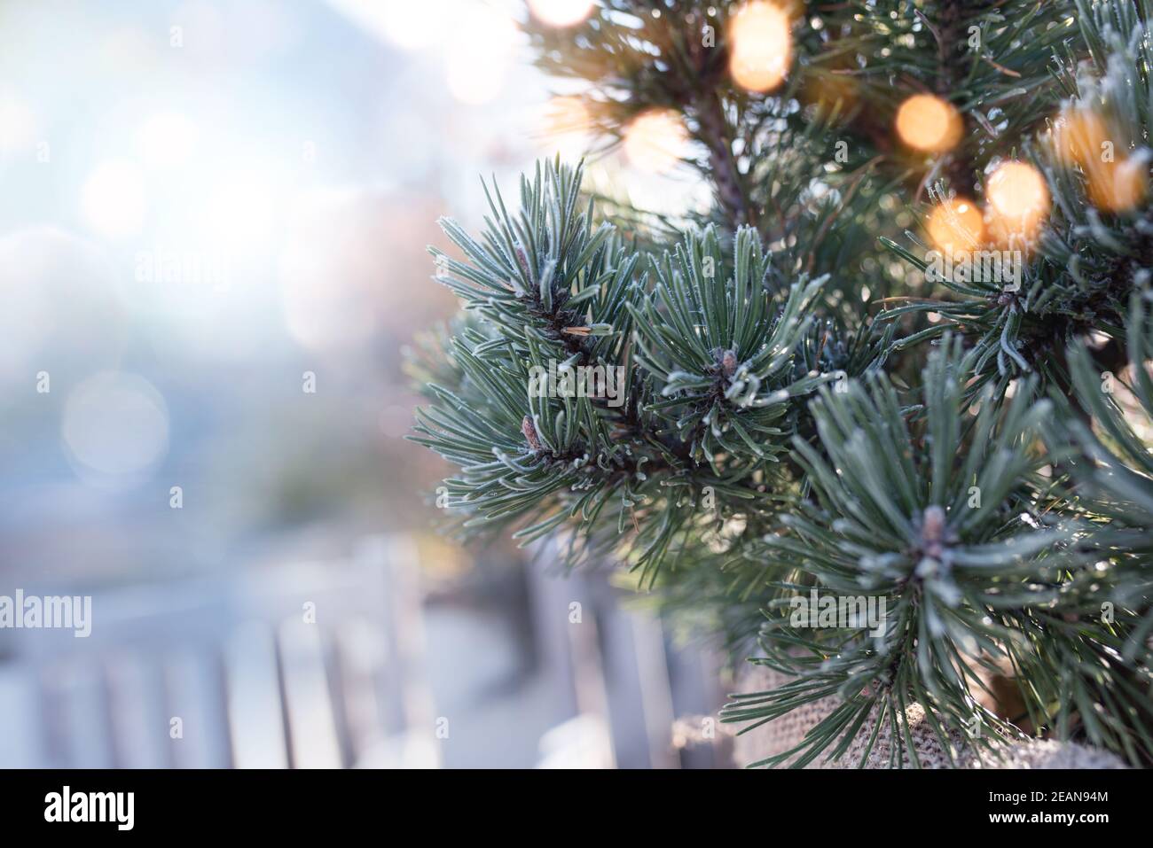 Frozen pine tree branch hi-res stock photography and images - Alamy