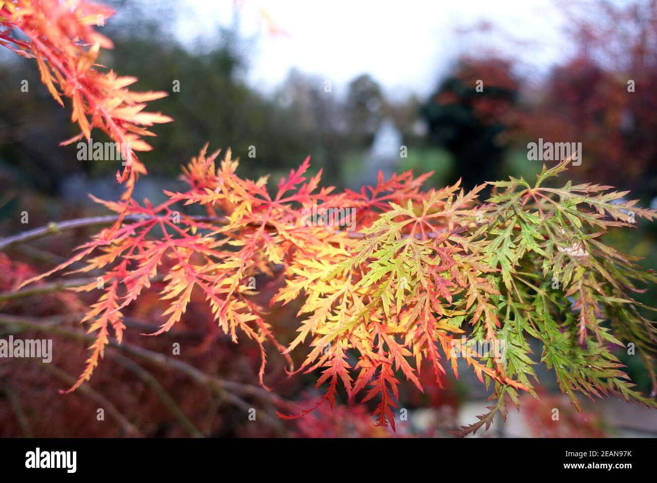 Japanese maple, palmate maple, or smooth Japanese maple Hybrid (Acer ...