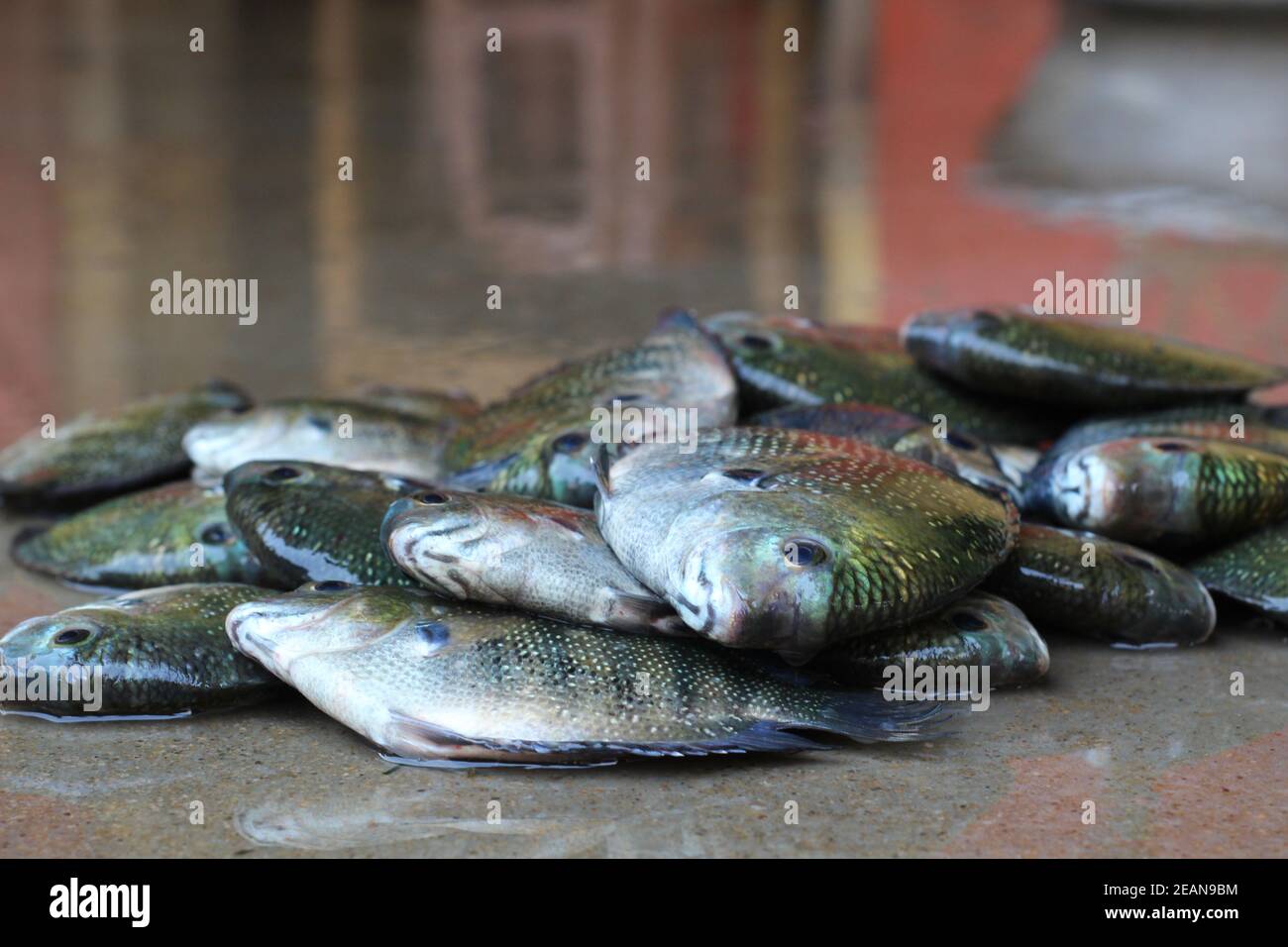 pearl spot fish sale in indian fish market etroplus suratensis fish ...