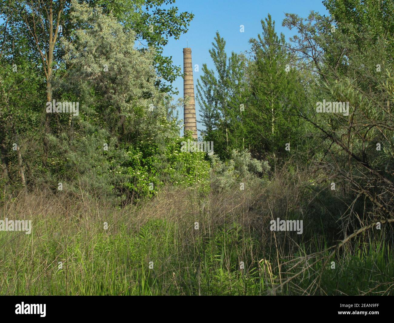 Old pipe beween green forest and bushes. Apocalyptic background Stock ...