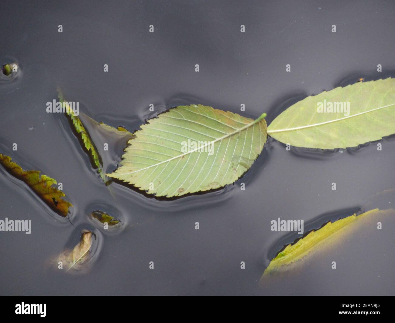 autumn leaves float in a puddle Stock Photo - Alamy