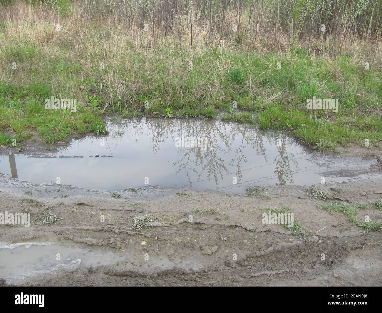 muddy puddle in green grass Stock Photo - Alamy