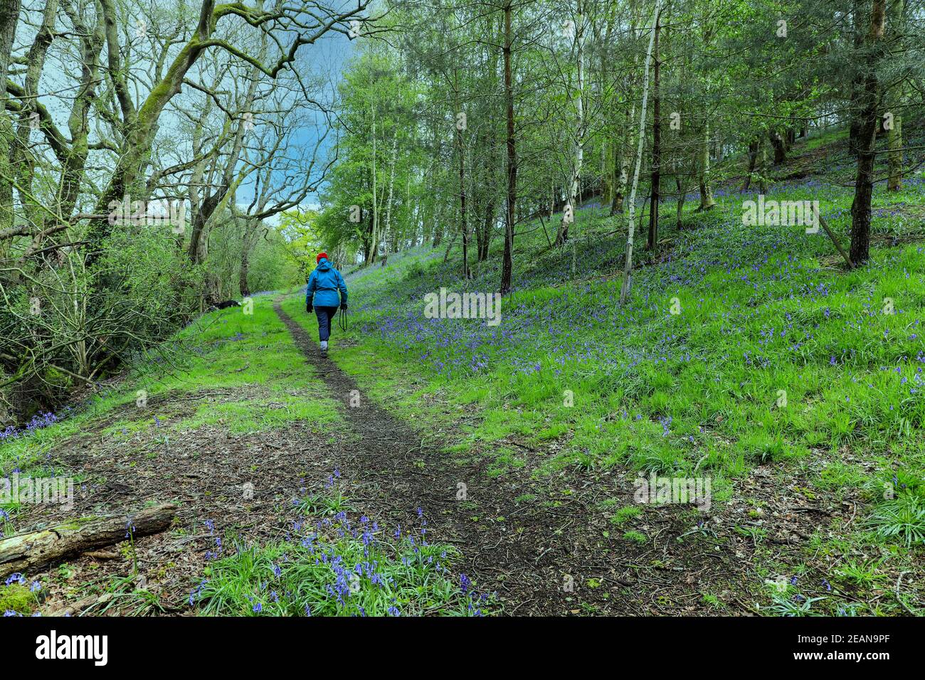 A woman walking through the spring Bluebells at Parrot's Drumble Nature ...