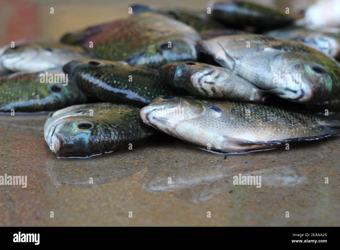 pearl spot fish sale in indian fish market etroplus suratensis fish ...