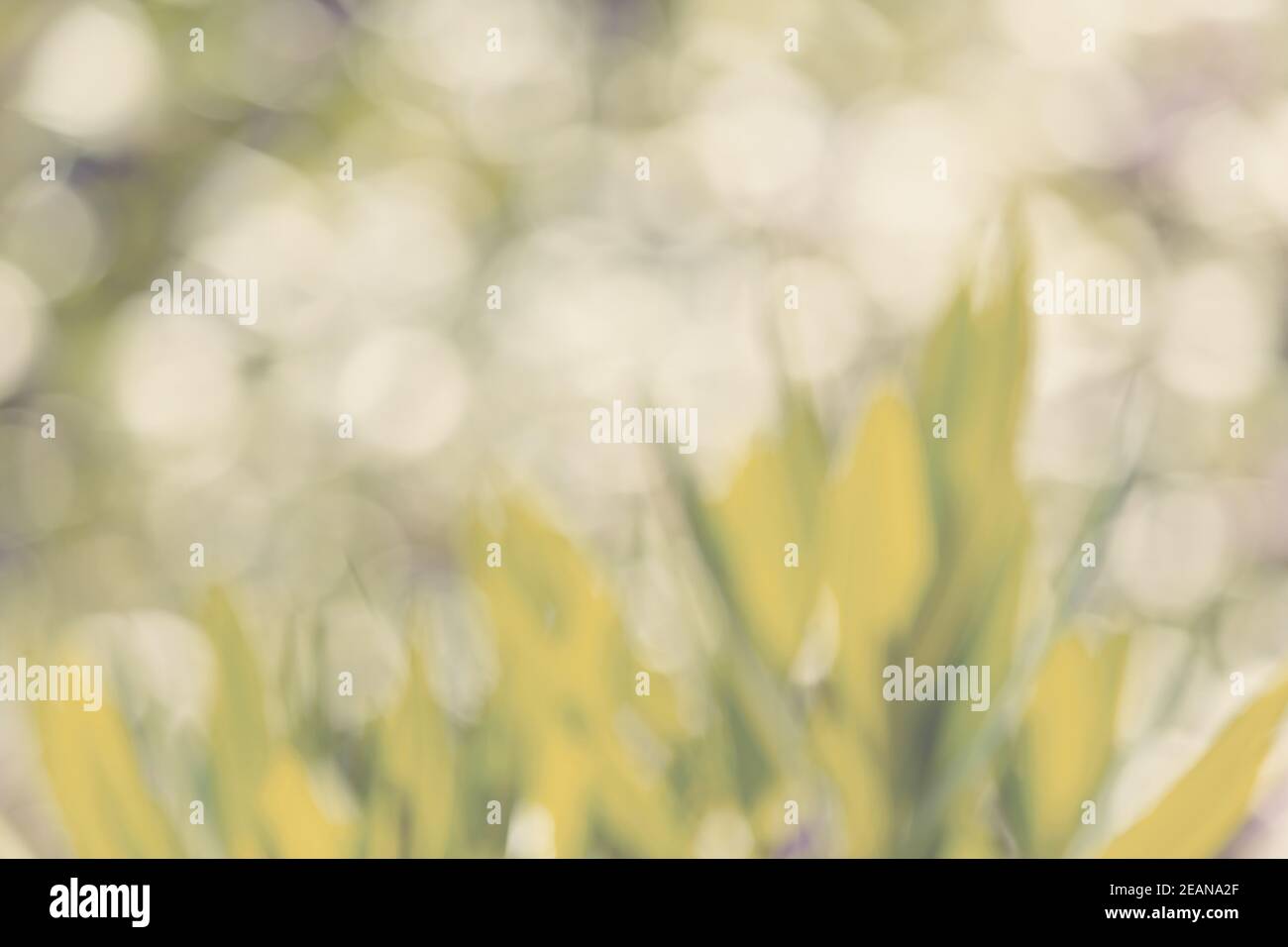 blurry natural background with shallow focus Stock Photo - Alamy