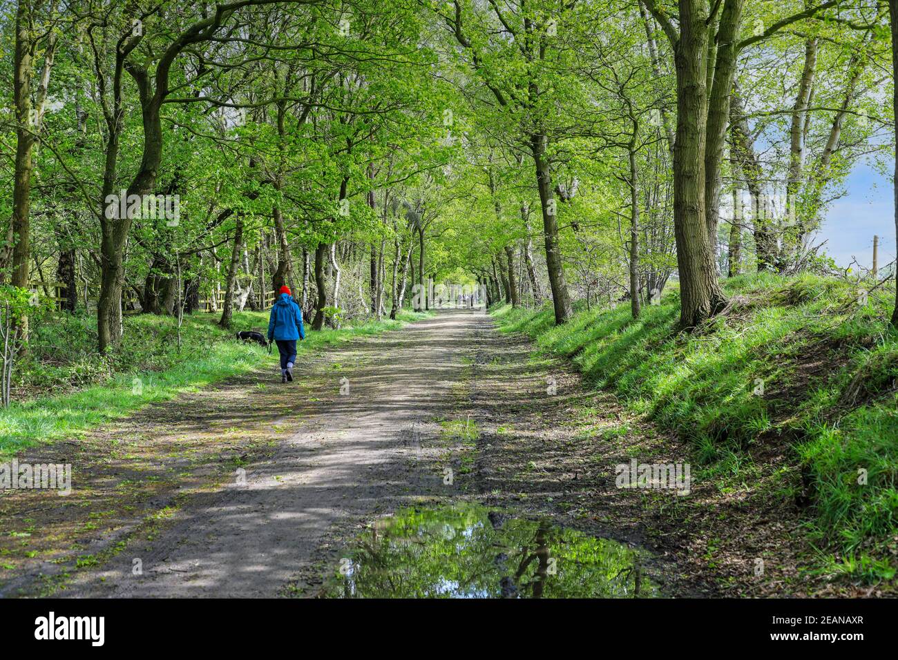 A woman walking along the Whitegate Way, Clay Lane, Marton, Winsford ...