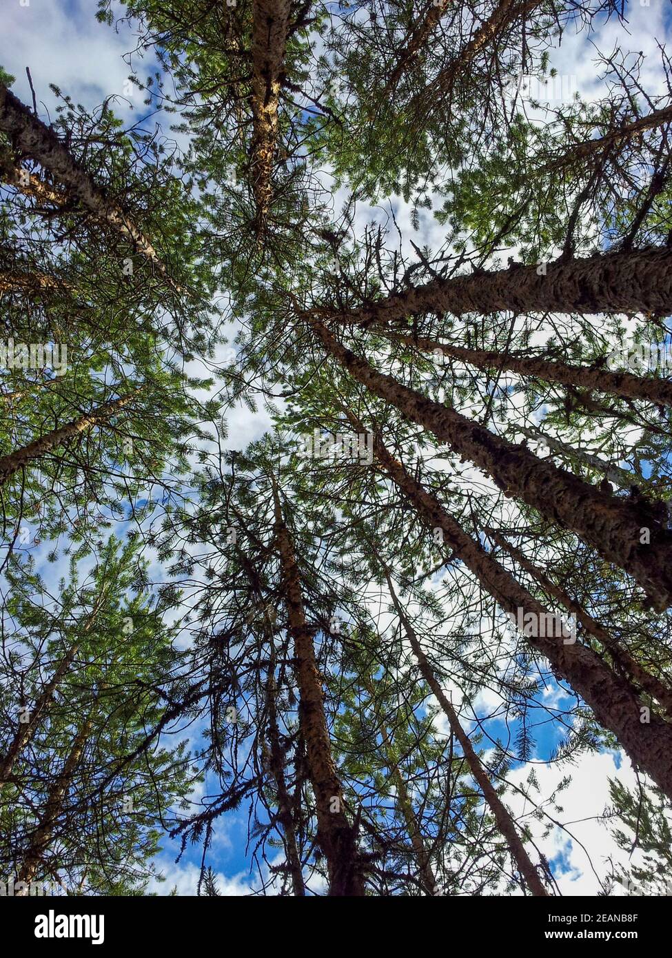 Vertical low angle shot of high t pine trees in Oulanka National Park ...