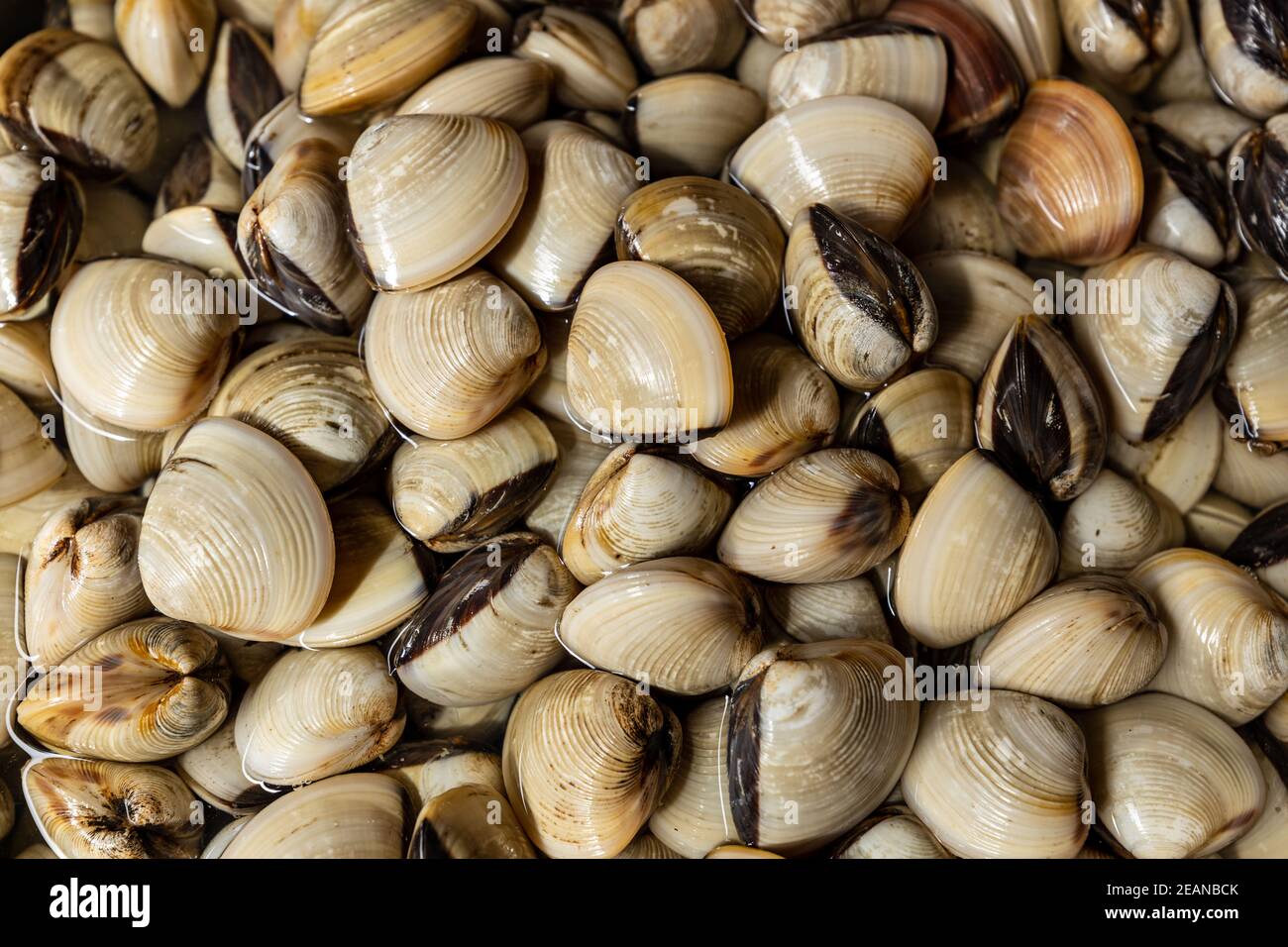Seafood shellfish shell fish crab hi-res stock photography and images ...