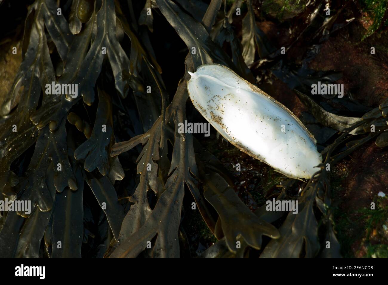 The Cuttlebone is actually the internal shell from a Common Cuttlefish ...