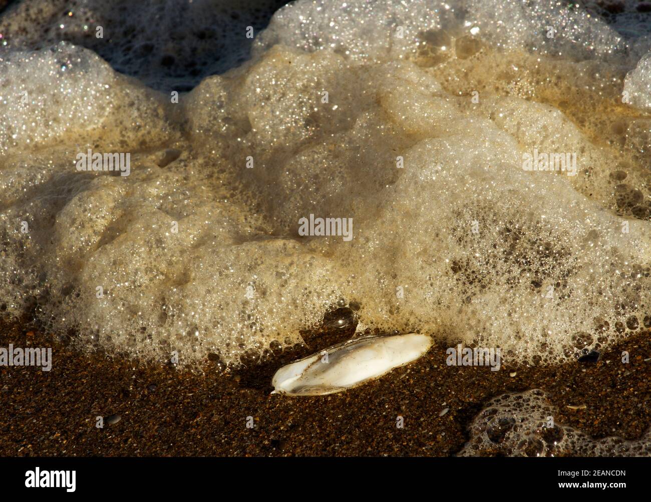 The Cuttlebone is actually the internal shell from a Common Cuttlefish ...