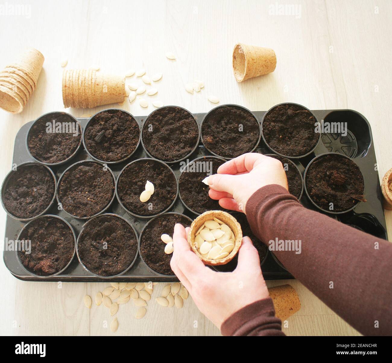 Female hands planting seeds in a pots. Top view Stock Photo - Alamy