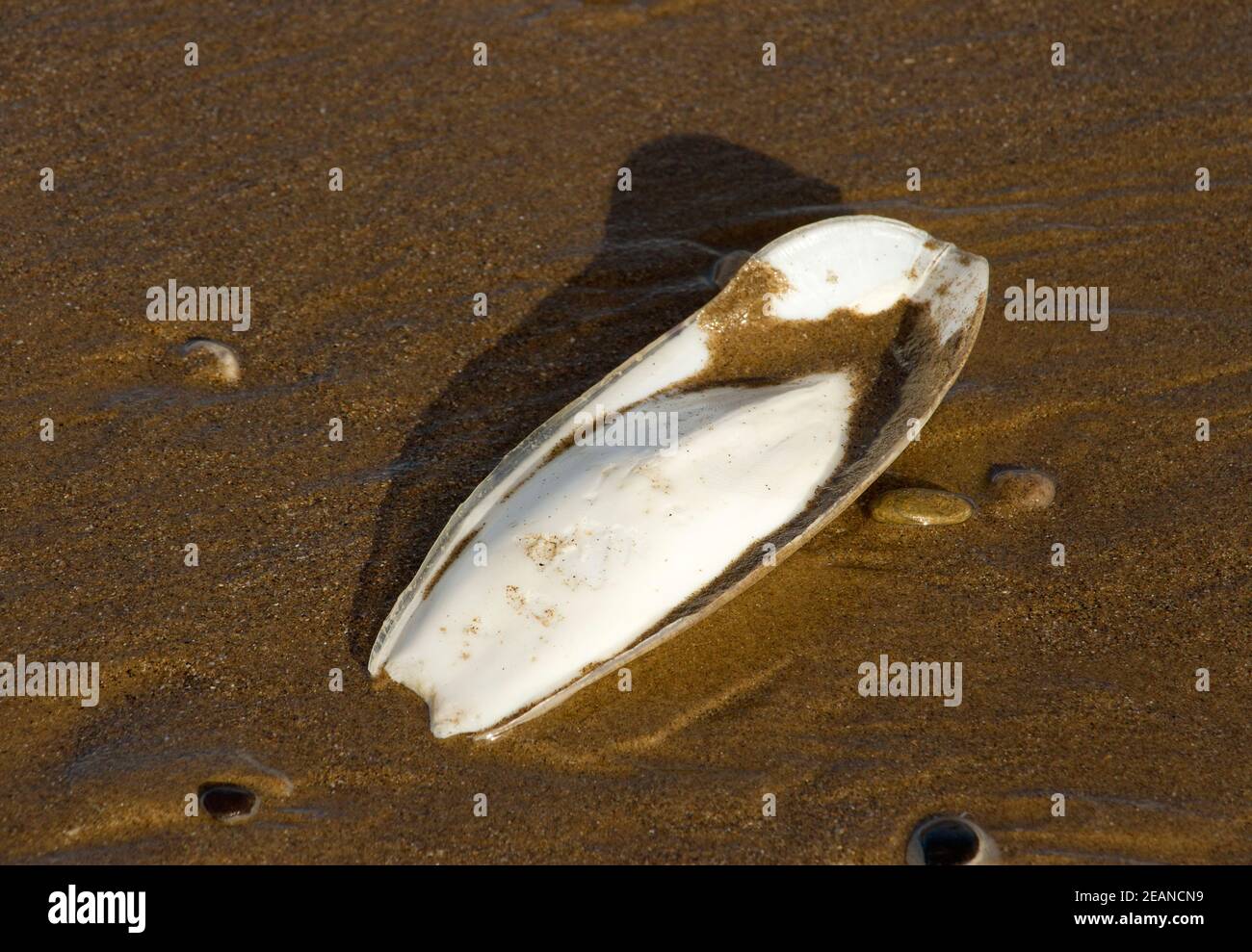 The Cuttlebone is actually the internal shell from a Common Cuttlefish ...