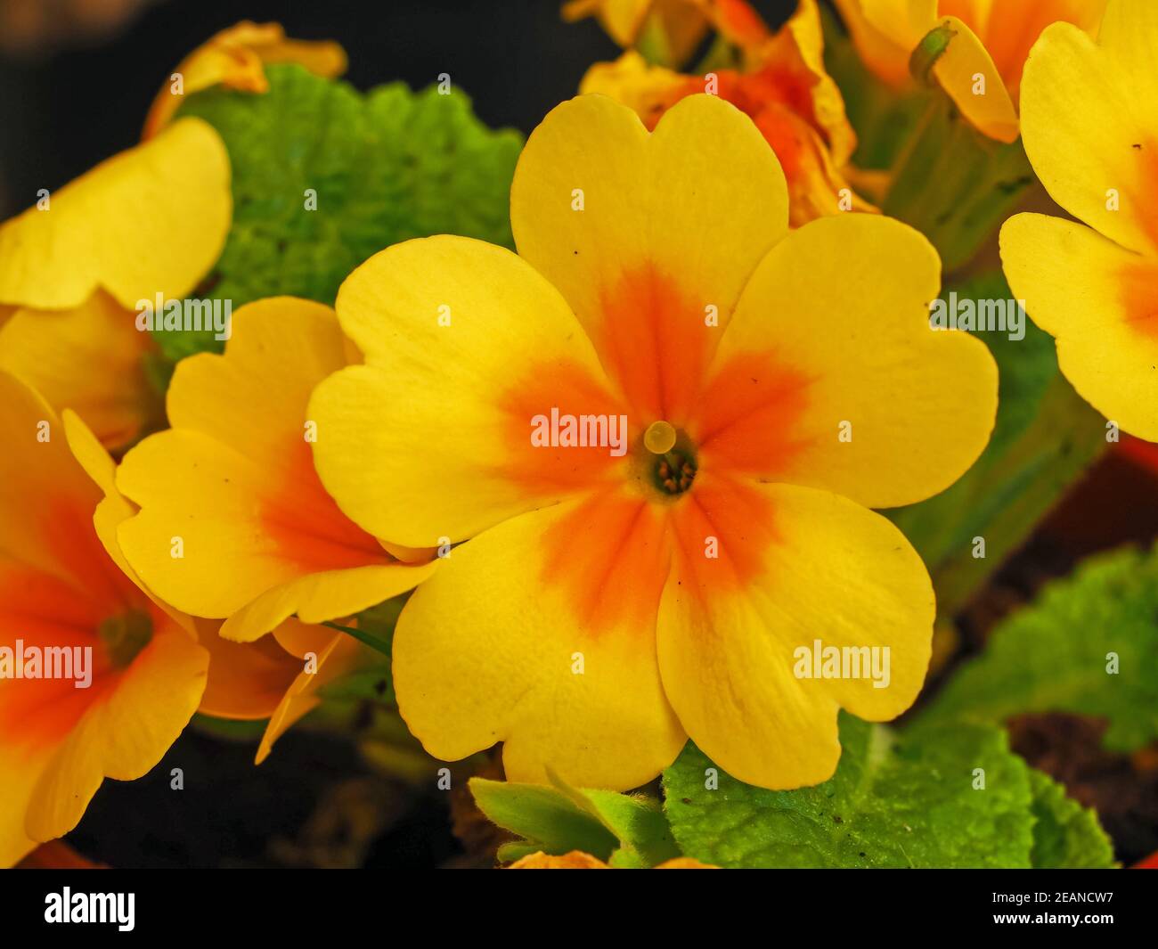 Yellow primrose flower hi-res stock photography and images - Alamy
