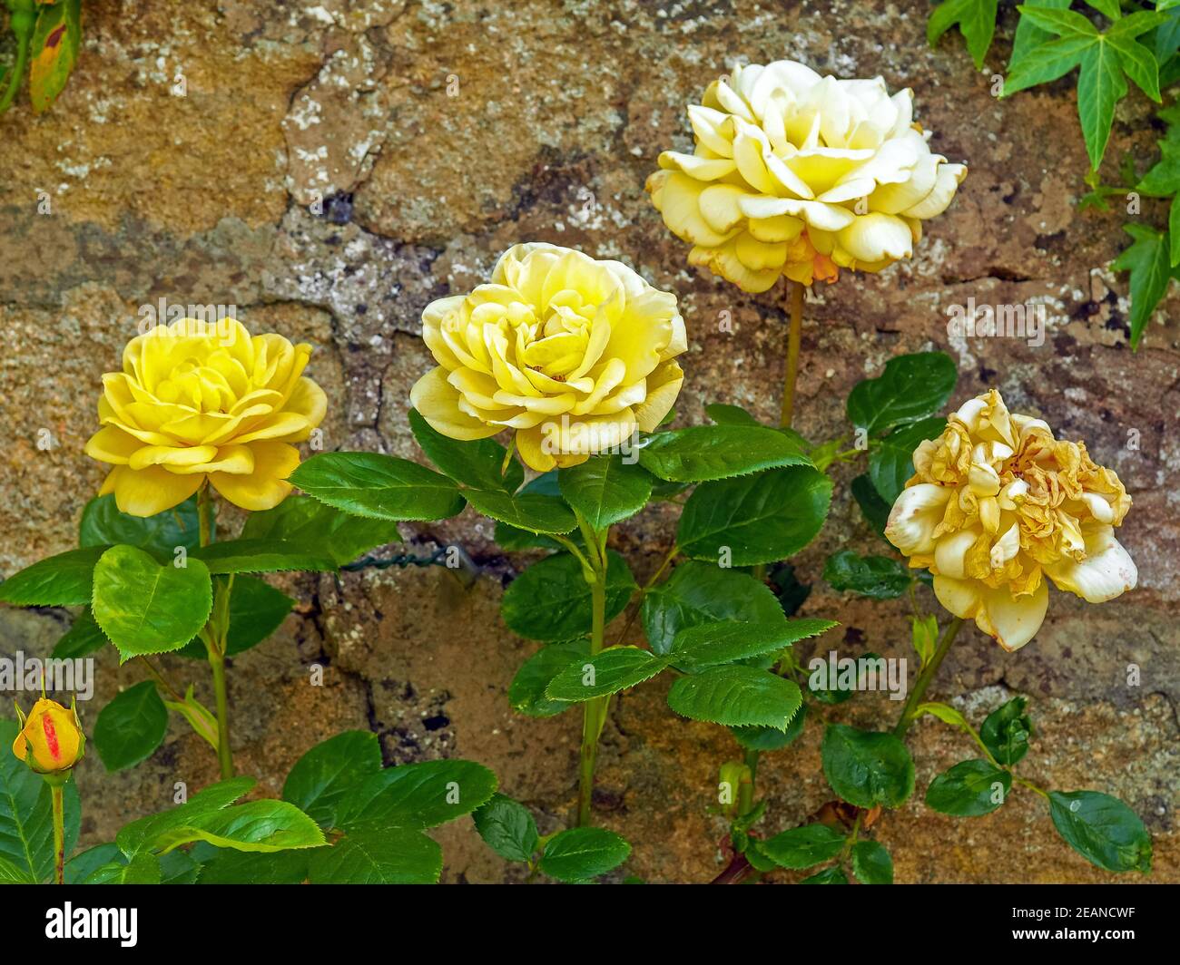 Yellow roses hi-res stock photography and images - Alamy