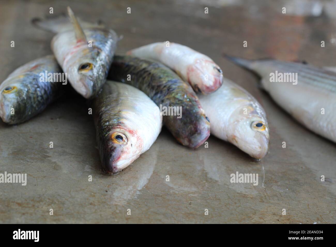 grey mullet fish close up mugil fish sale in india Stock Photo - Alamy