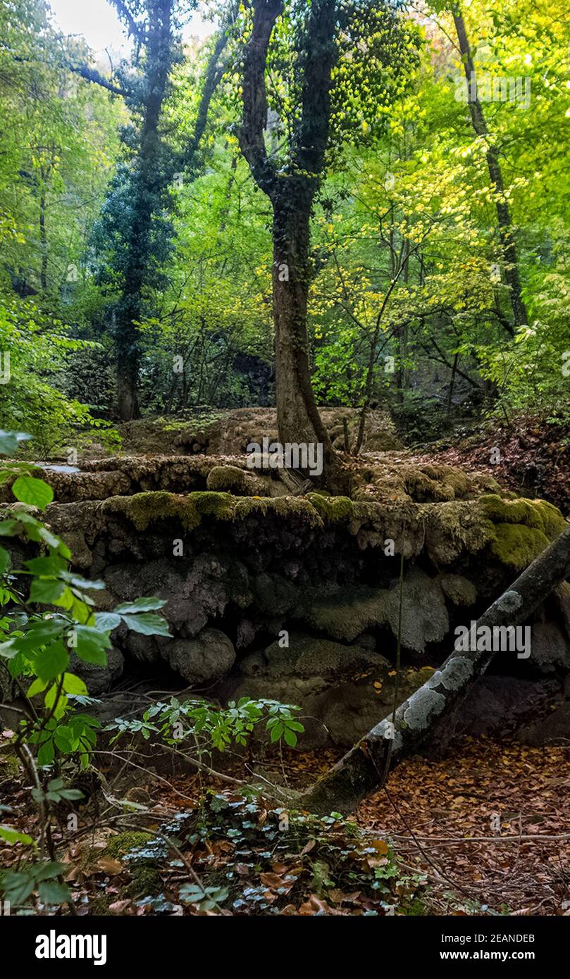 Canopy nature hi-res stock photography and images - Alamy