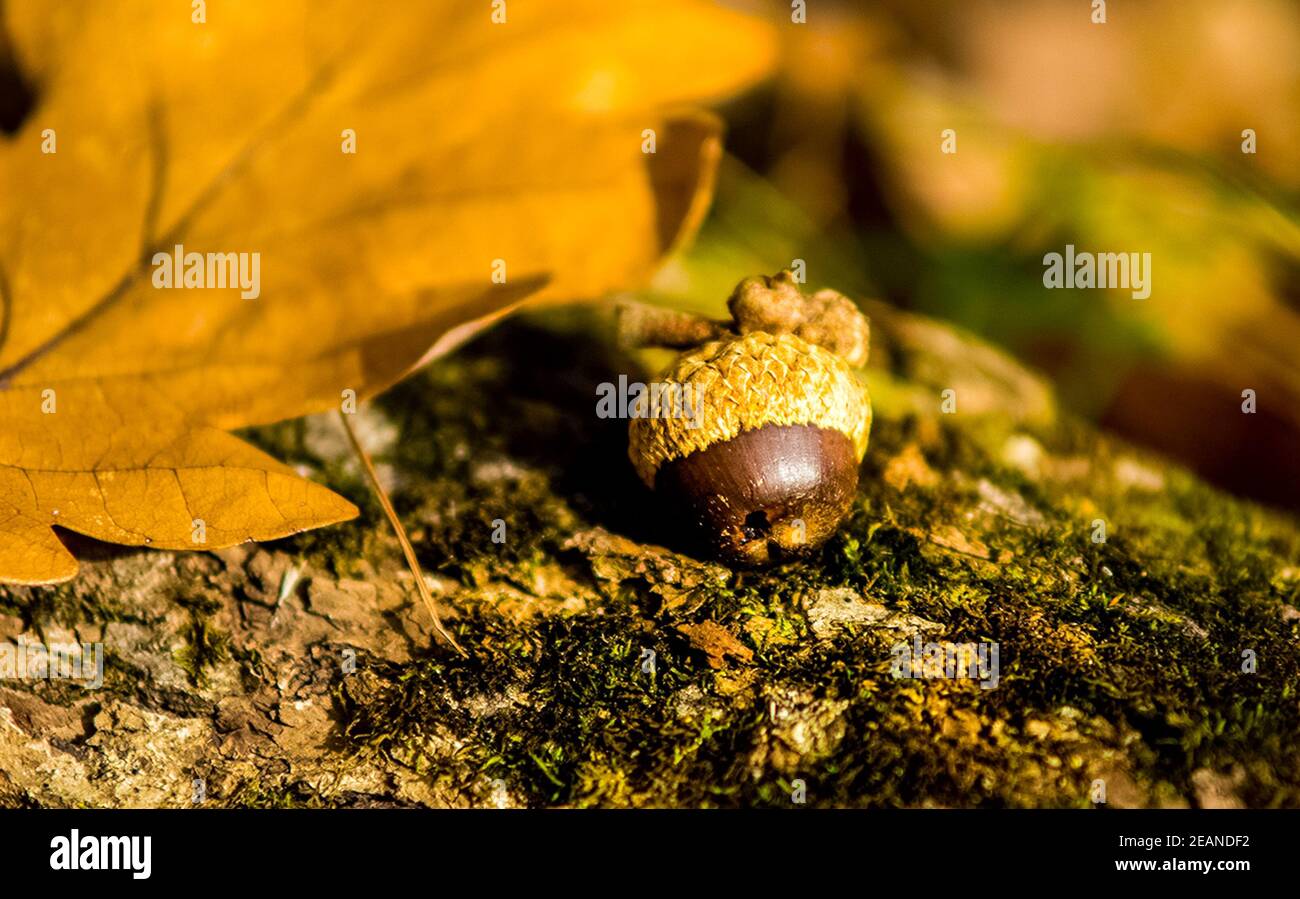Fell trees texture hi-res stock photography and images - Alamy