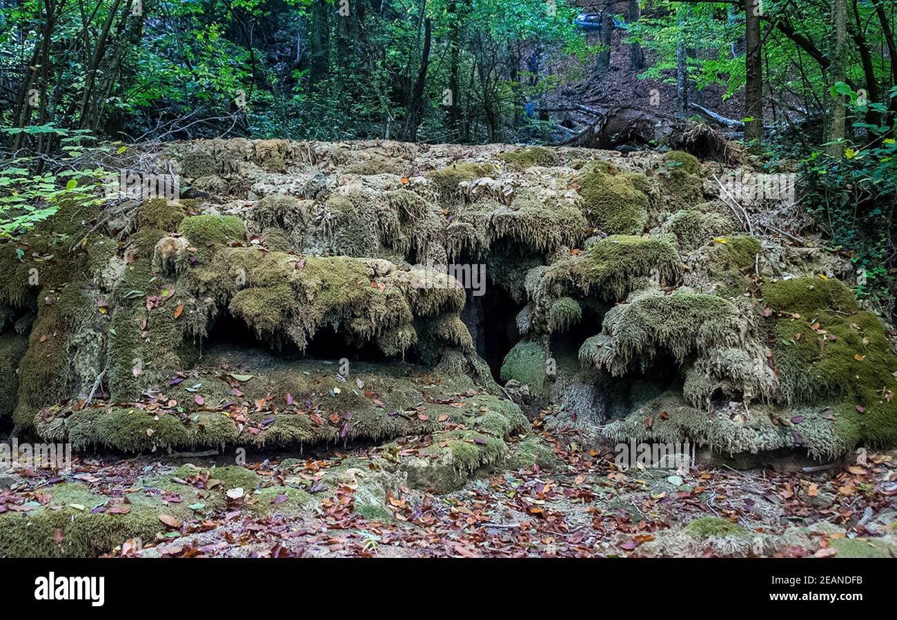 Moss covered stones in the woods Stock Photo - Alamy