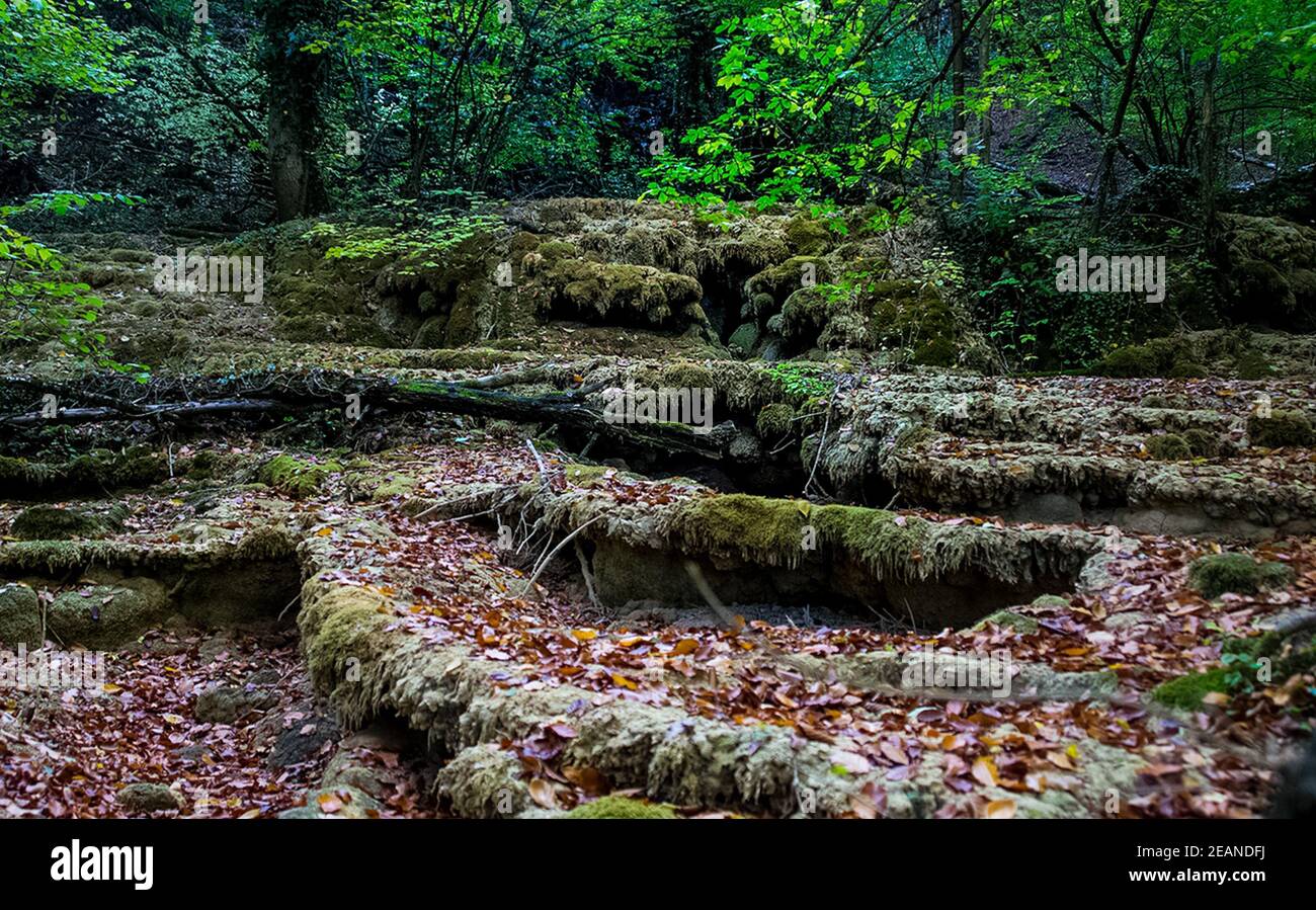 Moss covered stones in the woods Stock Photo - Alamy