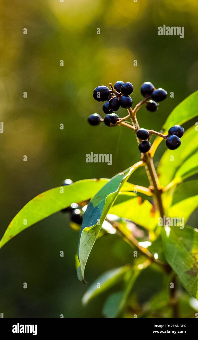 Berries growing tree forest berries hi-res stock photography and images ...